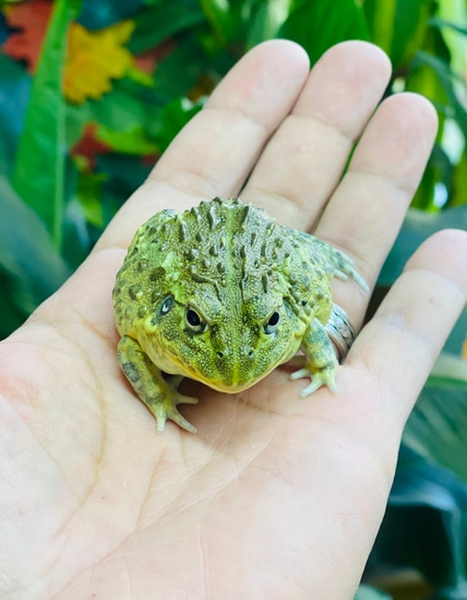 Juvie Pixie Frogs Bullfrog by Paul's Cool Scales