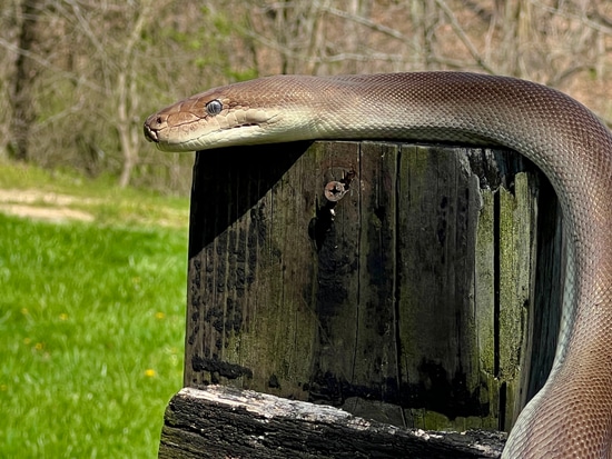 10' DOCILE Olive Python by Paul's Cool Scales