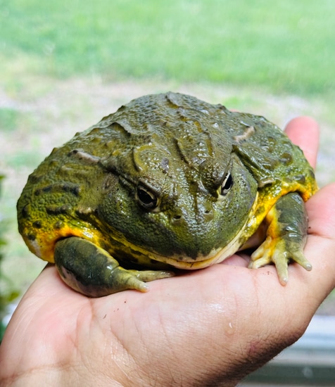 African Bullfrog AKA Pixie Frog by Paul's Cool Scales