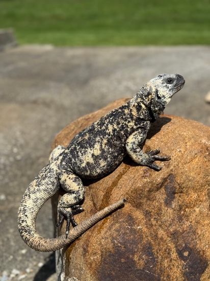 WOW Calico Chuckwalla More Lizard by Paul's Cool Scales