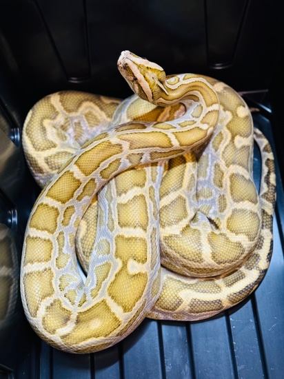 7’ GORGEOUS Hypo Burmese Python by Paul's Cool Scales