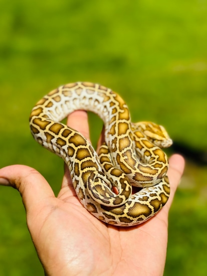 Hypo Burmese Python by Paul's Cool Scales