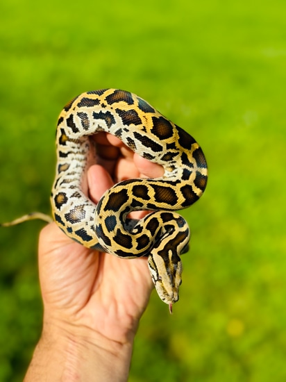 Burmese Python by Paul's Cool Scales