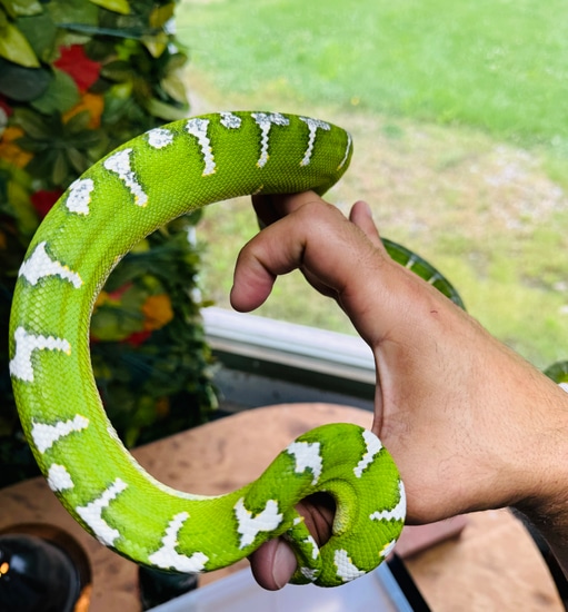 HIGH WHITE Emerald Tree Boa Pair Northern Emerald Tree Boa by Paul's ...