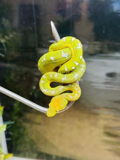 High White Emerald Tree Boa Northern Emerald Tree Boa by Paul's Cool Scales
