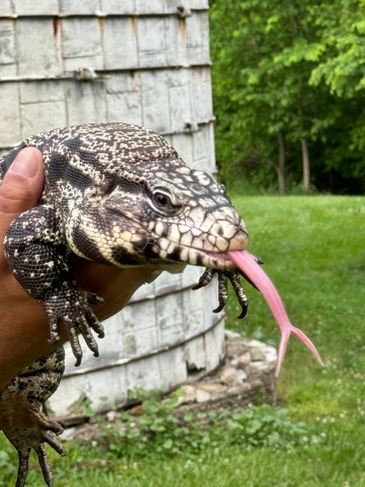 TAME Black And White Tegu Argentine Tegus by Paul's Cool Scales