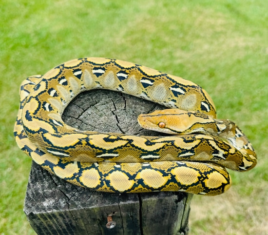 Reticulated Python Sulawesi Cross by Paul's Cool Scales