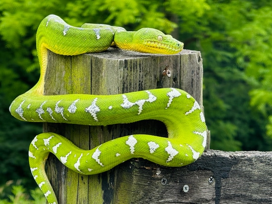 HIGH WHITE Emerald Tree Boa Northern Emerald Tree Boa by Paul's Cool Scales