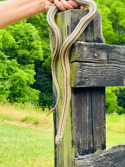 Ladder Rat Snake (Rhinechis Scalaris) Other Rat Snake by Paul's Cool Scales