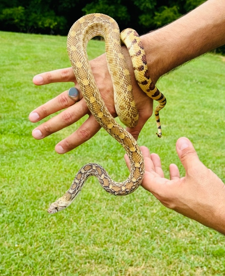 DOCILE Gopher Snake by Paul's Cool Scales