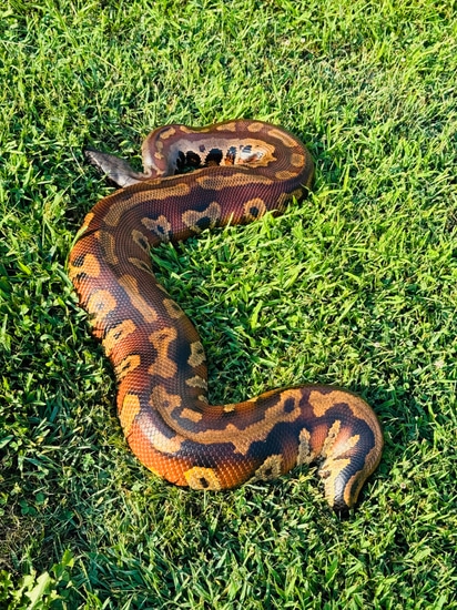 HUGE DOCILE Blood Python by Paul's Cool Scales