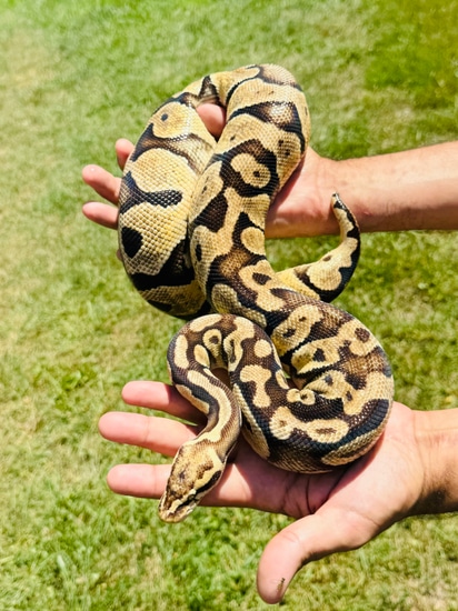 Super Pastel PROVEN BREEDER Ball Python by Paul's Cool Scales
