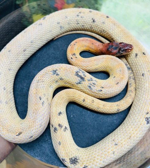 Royal Diadem Rat Snakes Other Rat Snake by Paul's Cool Scales