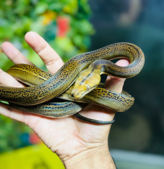 Golden Child Titanium Tiger Pos Het Albino Reticulated Python by Paul's ...