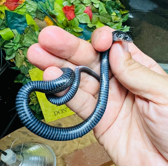 Lake Cuitzeo Garter Snake by Paul's Cool Scales