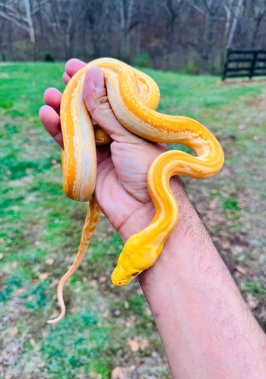 White Phase Albino Genetic Stripe - Wow Reticulated Python by Paul's ...