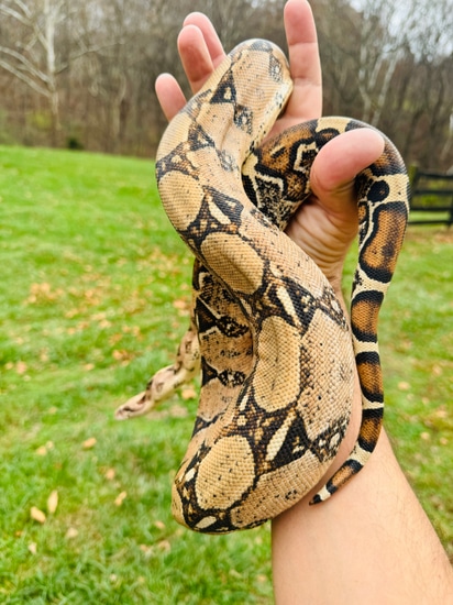 Beautiful BOA Boa Constrictor by Paul's Cool Scales