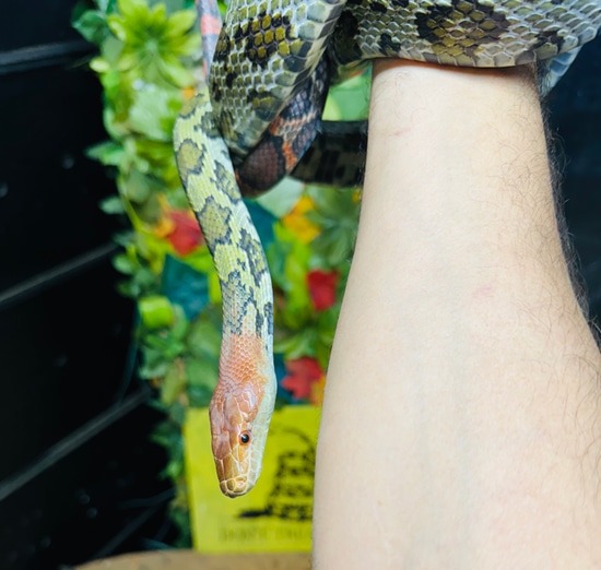 100 Flower Rat Snake! 7' Other Rat Snake by Paul's Cool Scales