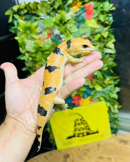 Peter’s Banded Skink More Skink by Paul's Cool Scales