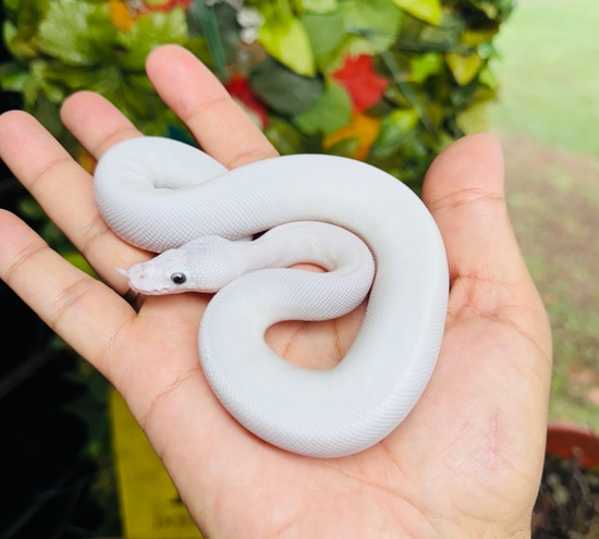 BEL Blue-Eyed Lucy Ball Python by Paul's Cool Scales