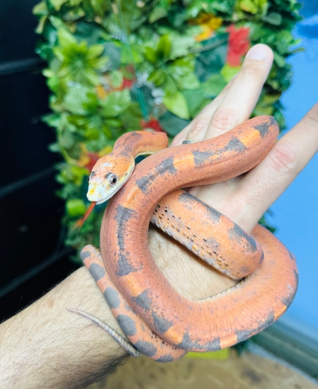 Scaleless Texas Western Rat Snake by Paul's Cool Scales