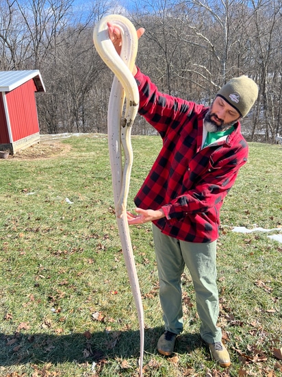 TAME 8' Paradox Cow - Reticulated Python by Paul's Cool Scales