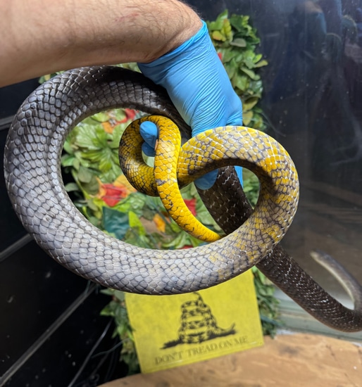 Yellow Tail Cribo Cribo & Indigo Snakes by Paul's Cool Scales