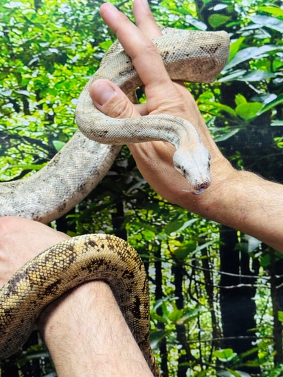 Hog Island Boa Boa Constrictor by Paul's Cool Scales