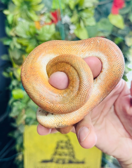 Indian Sand Boa (Sunset) by Paul's Cool Scales