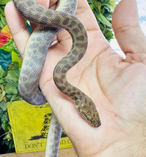 Children’s Python Children's Python by Paul's Cool Scales