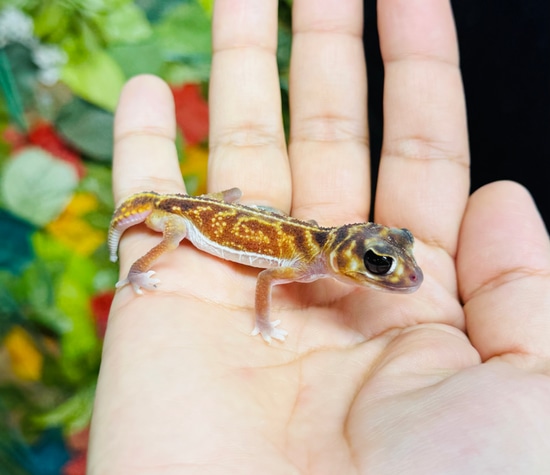 PAIR Smooth Knob-Tailed Gecko by Paul's Cool Scales