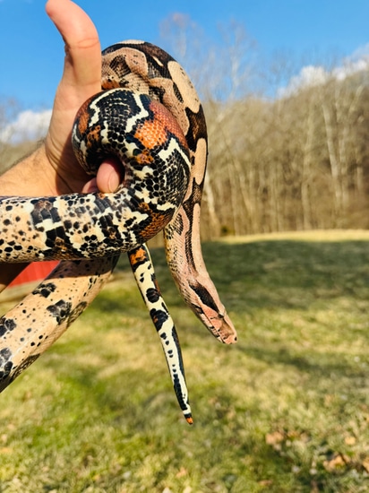 Suriname WOW 5’ Proven Male True-Red Tailed Boa True Red-Tailed Boa ...