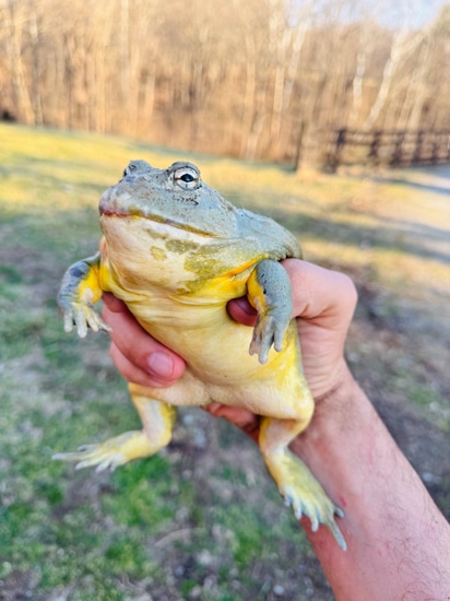 BIG Pixie Frog Bullfrog by Paul's Cool Scales