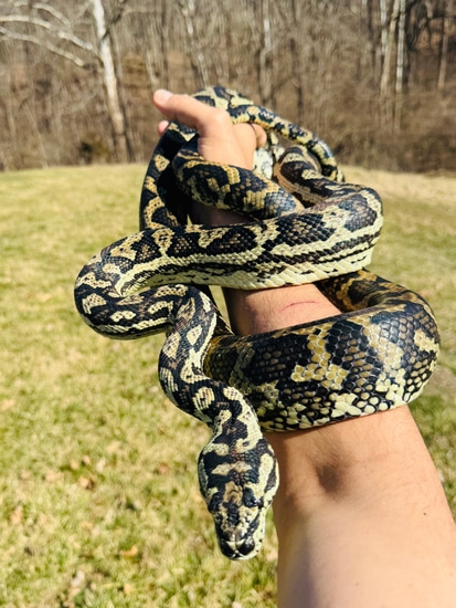 6’ TAME Coastal Carpet Python by Paul's Cool Scales