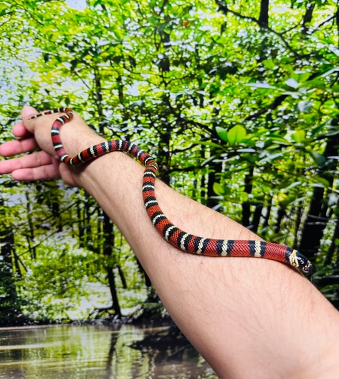 Black Milk Black Milk Snake by Paul's Cool Scales