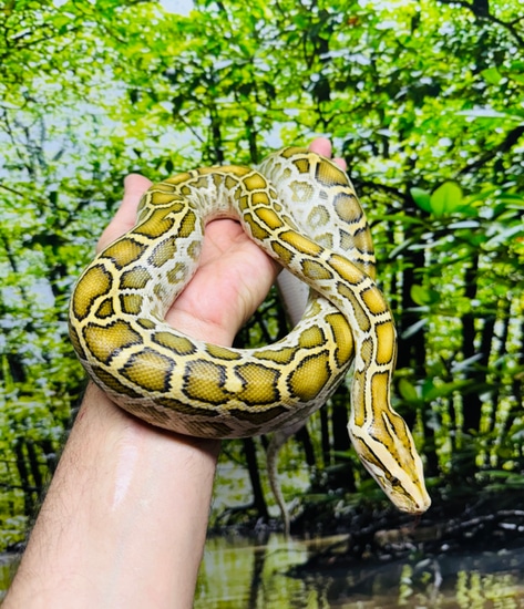 Hypo Burmese Python by Paul's Cool Scales