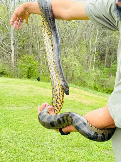 6’ DOCILE Green Anaconda by Paul's Cool Scales