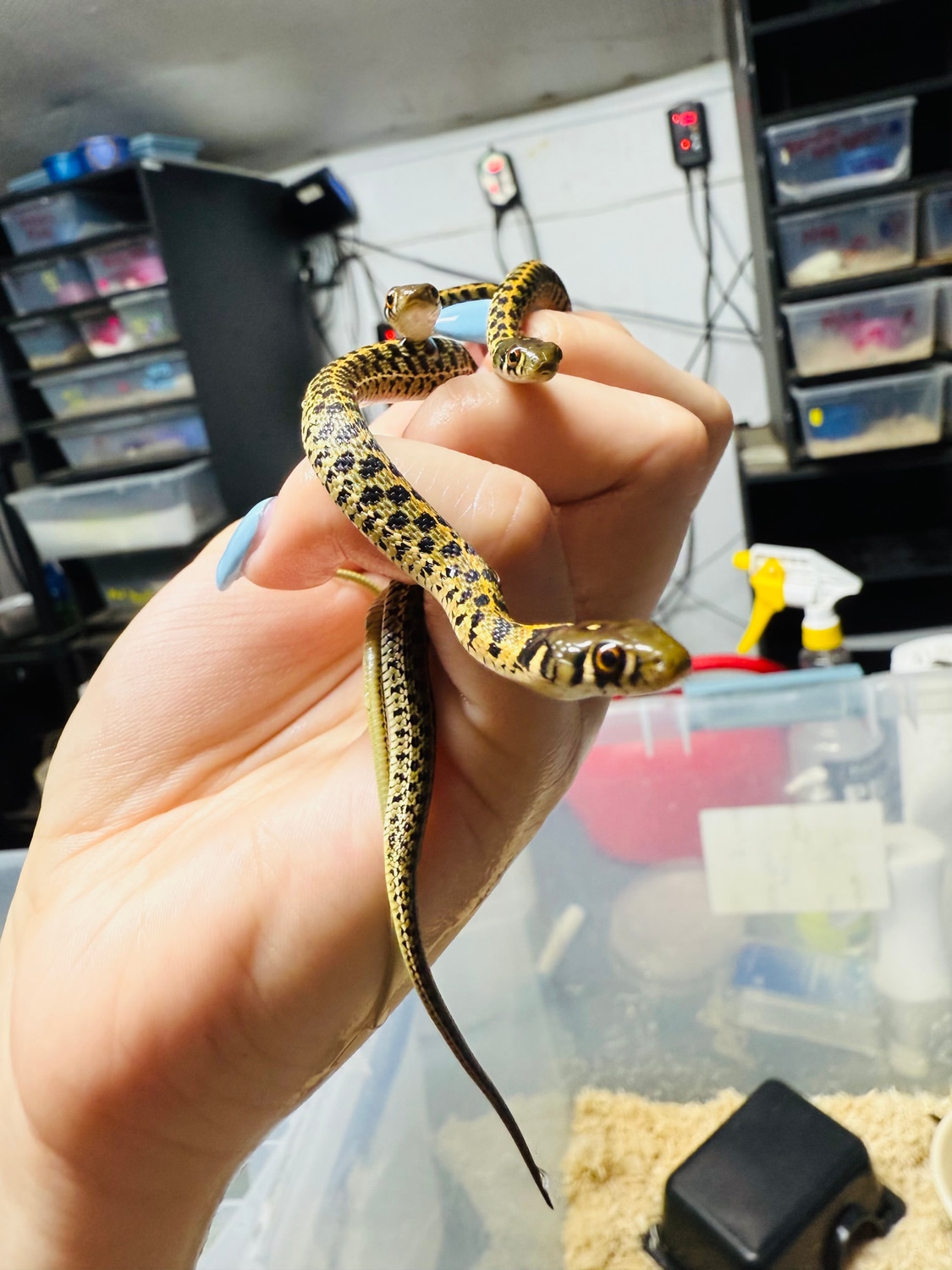 Checkered Garter Snakes