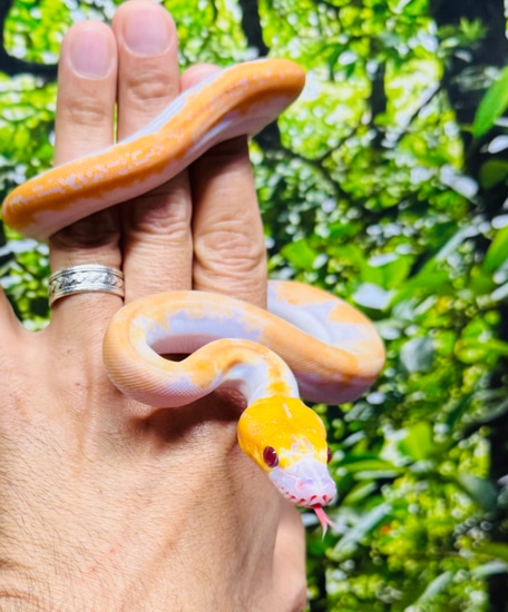 White Albino Pied Reticulated Python by Paul's Cool Scales