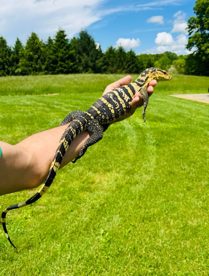 RARE Pure Samar Monitor (Varanus Samarensis) Water Monitor by Paul's ...