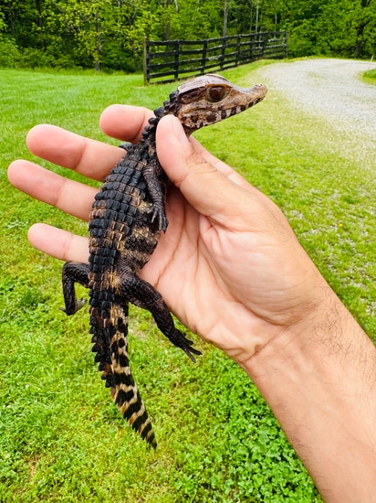Cuvier’s Dwarf Caiman Cuvier's Dwarf Caiman by Paul's Cool Scales
