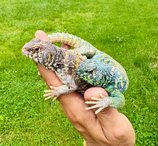 Pair Ornate Uromastyx by Paul's Cool Scales