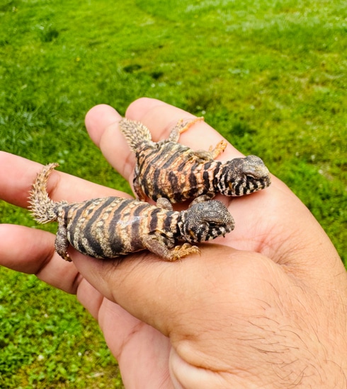 Ornate-1 LEFT Uromastyx by Paul's Cool Scales