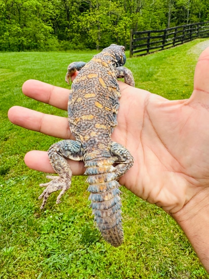 Ornate Uromastyx by Paul's Cool Scales