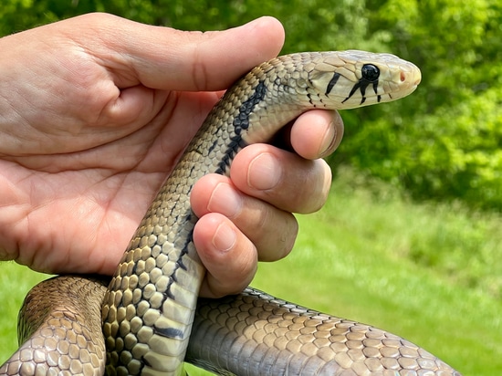 Unicolor Cribo Cribo & Indigo Snakes by Paul's Cool Scales
