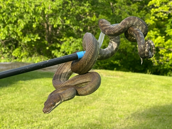 Moluccan Python - Simalia Clastolepis Scrub Python by Paul's Cool Scales