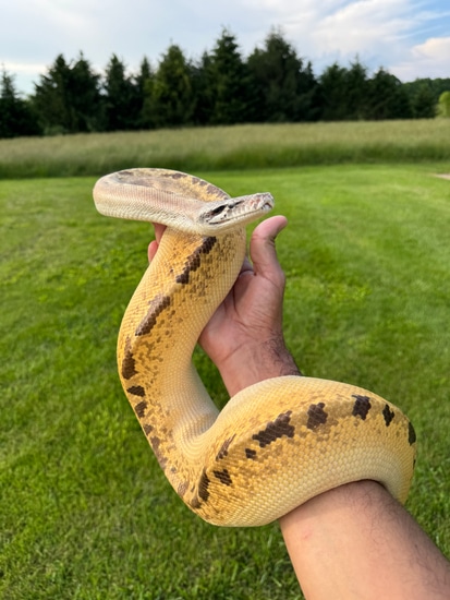 4’ TAME Ivory Blood Blood Python by Paul's Cool Scales