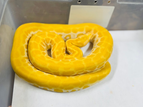 Pearl Burmese Python by Paul's Cool Scales