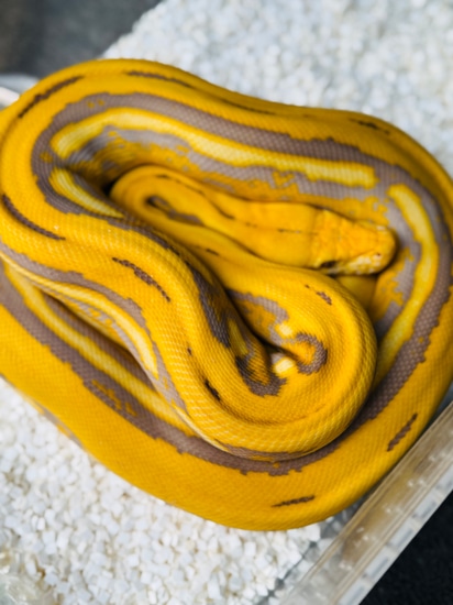 WOW Purple Albino Tiger Reticulated Python by Paul's Cool Scales