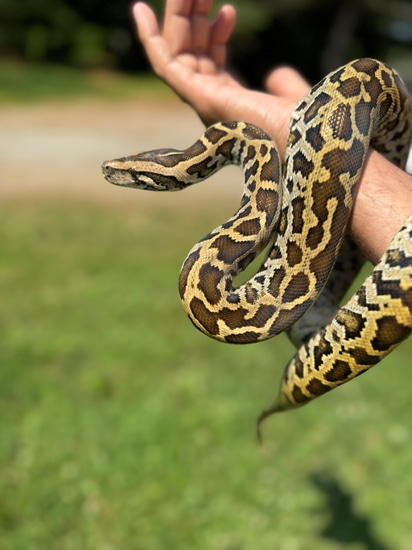 TAME Burmese Python by Paul's Cool Scales